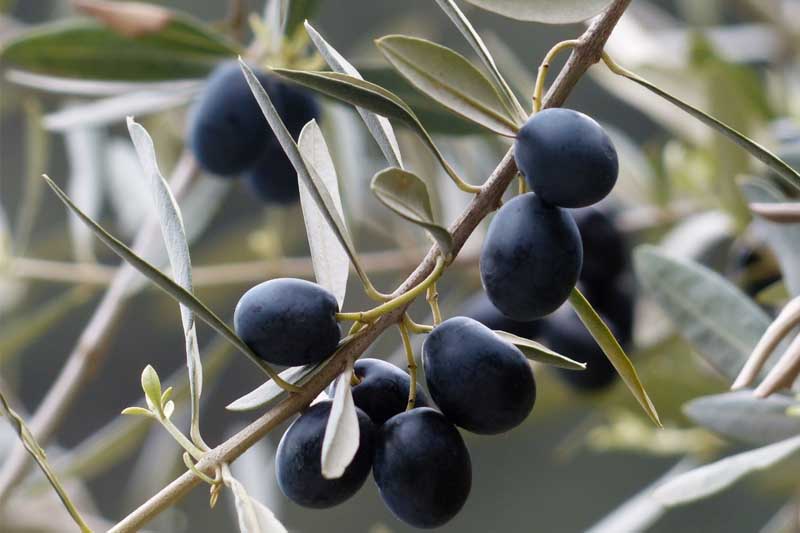 Zeytin – Esiner Zeytincilik